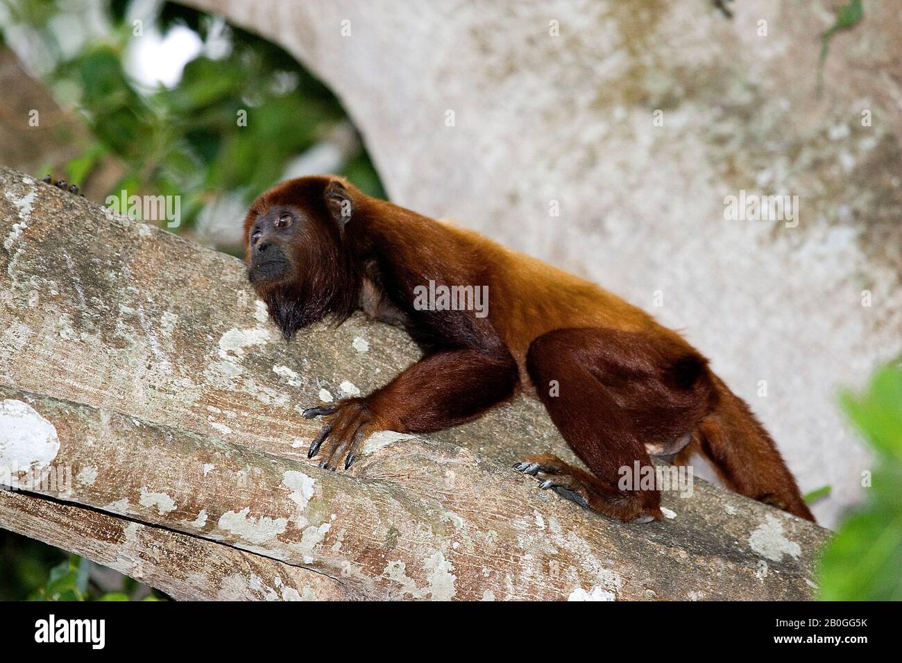 Red Howler Monkey, alouatta seniculus, resting on Branch, Los Lianos in ...