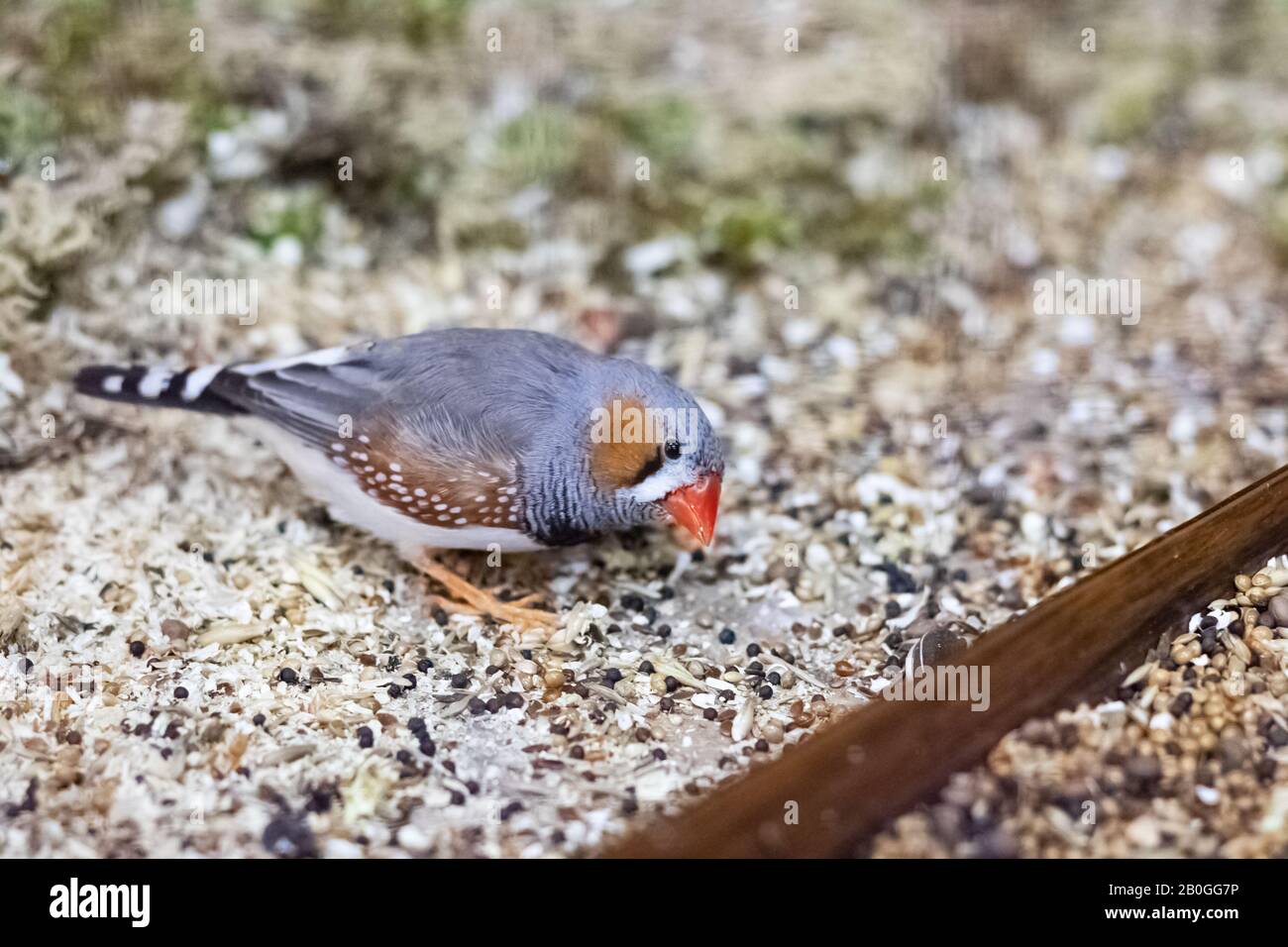 Grain eating beak hi-res stock photography and images - Alamy