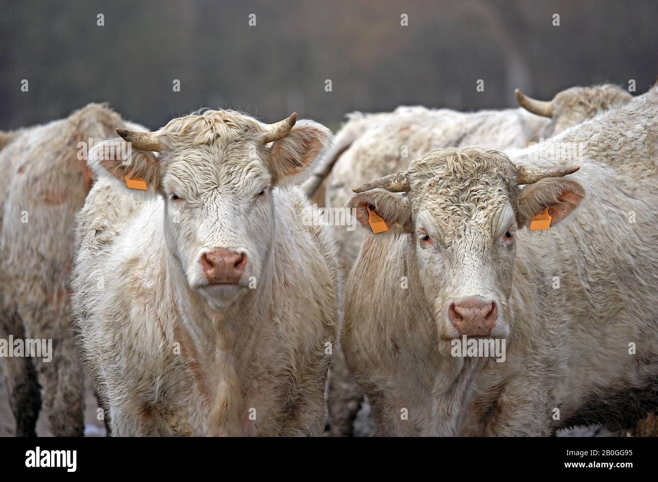 Charolais Domestic Cattle in Normandy Stock Photo - Alamy
