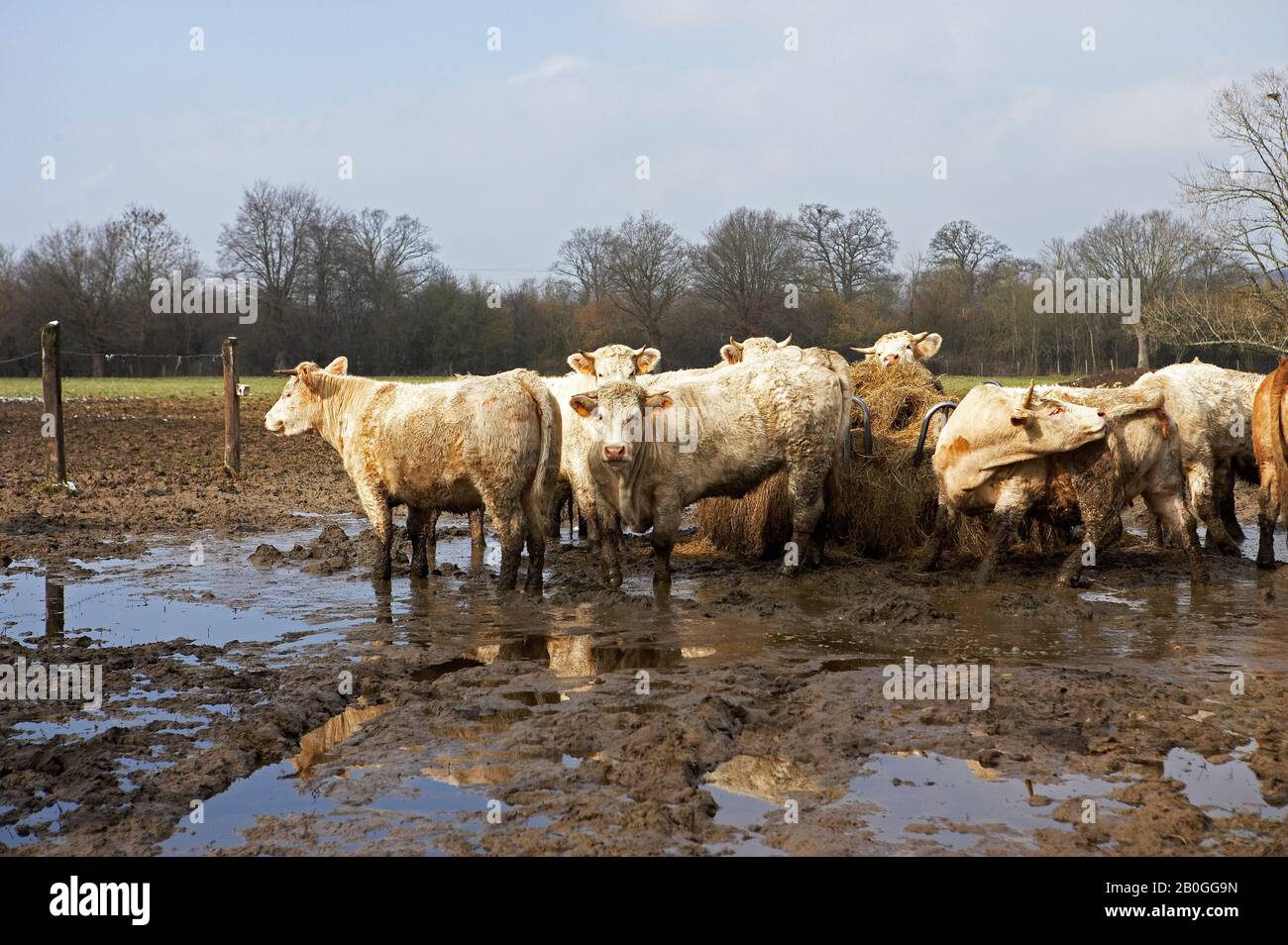 Adult charolais cow hi-res stock photography and images - Alamy