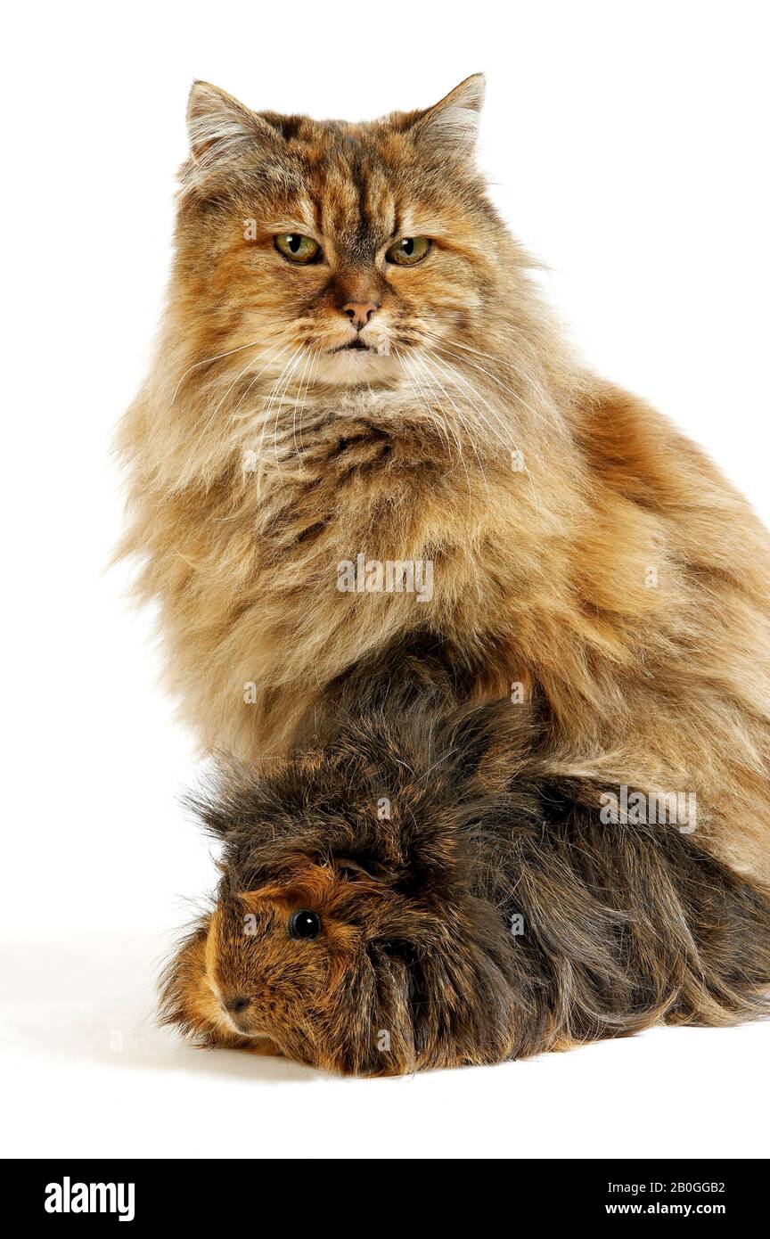 Female Tortoiseshell Persian Domestic Cat with a Long hair Guinea Pig ...