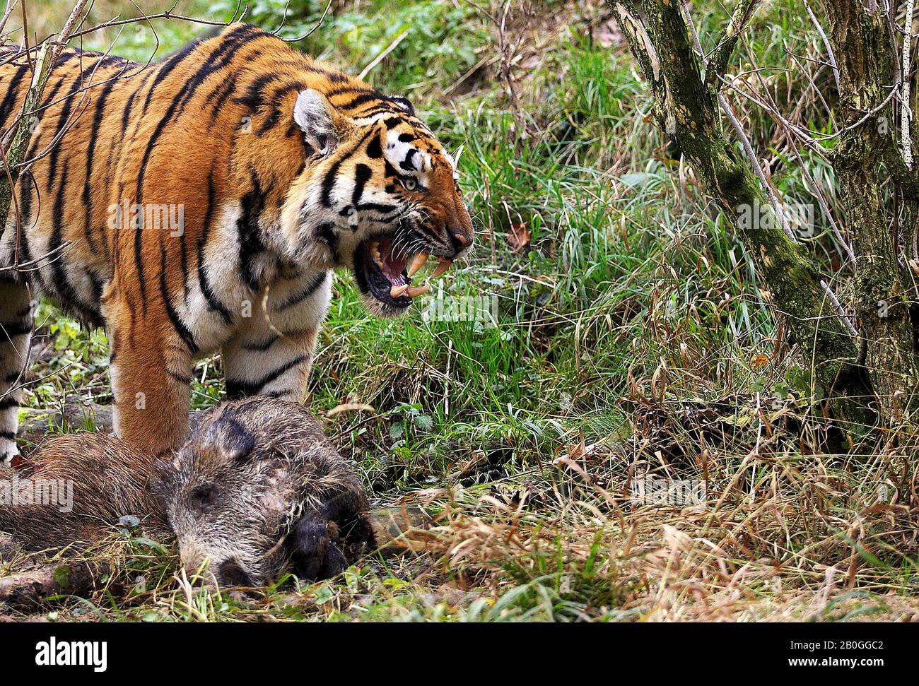 Siberian Tiger, panthera tigris altaica, Adult with a Kill, a Wild boar, Snarling in Defensive ...