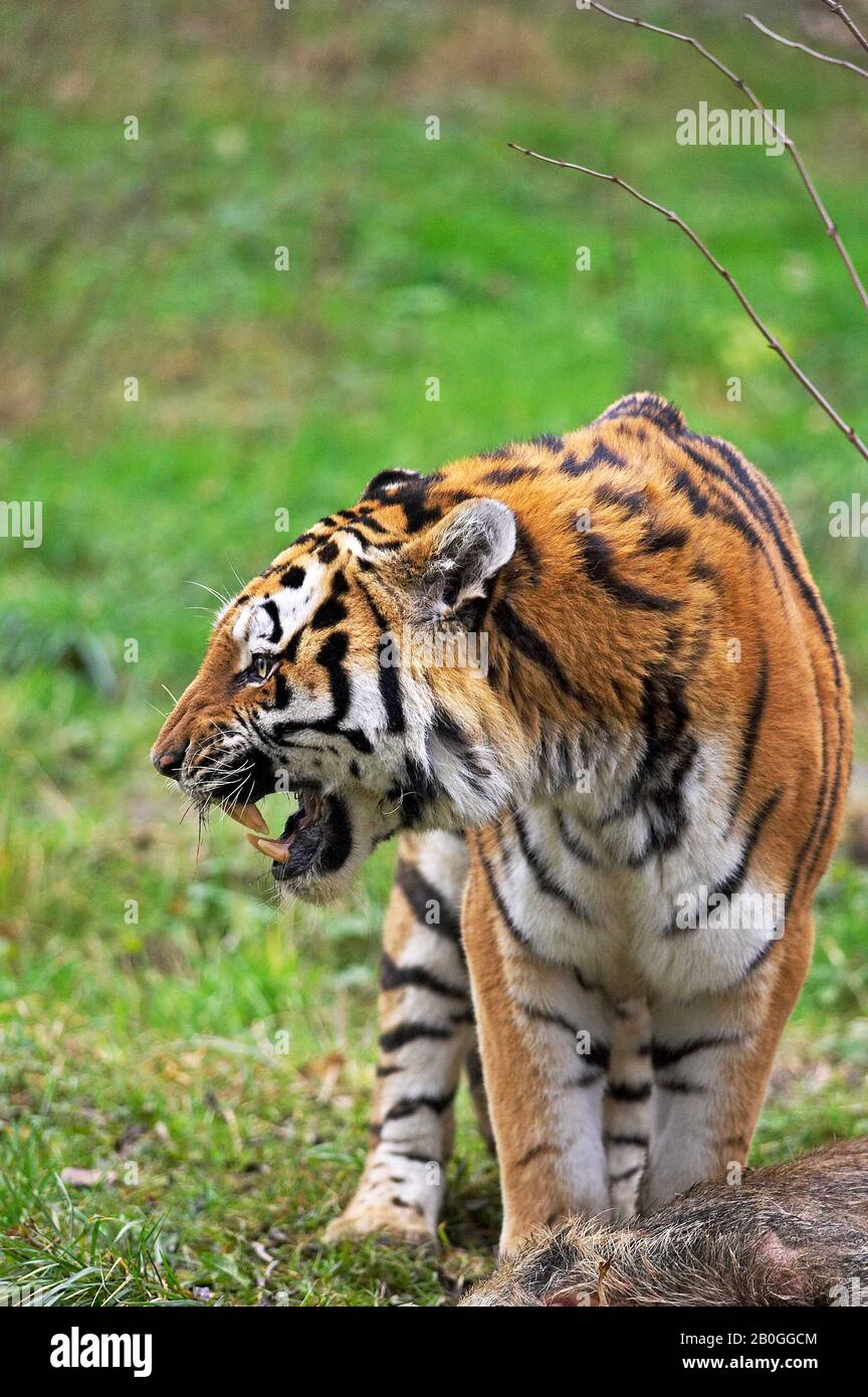 Siberian Tiger, panthera tigris altaica, Adult with a Kill, Snarling in Defensive Posture Stock ...