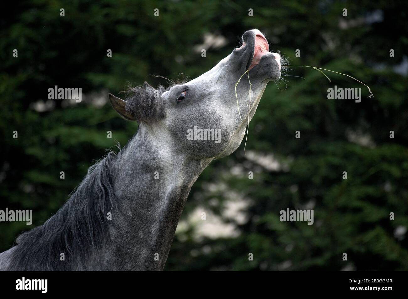 Flehmen horse hi-res stock photography and images - Alamy