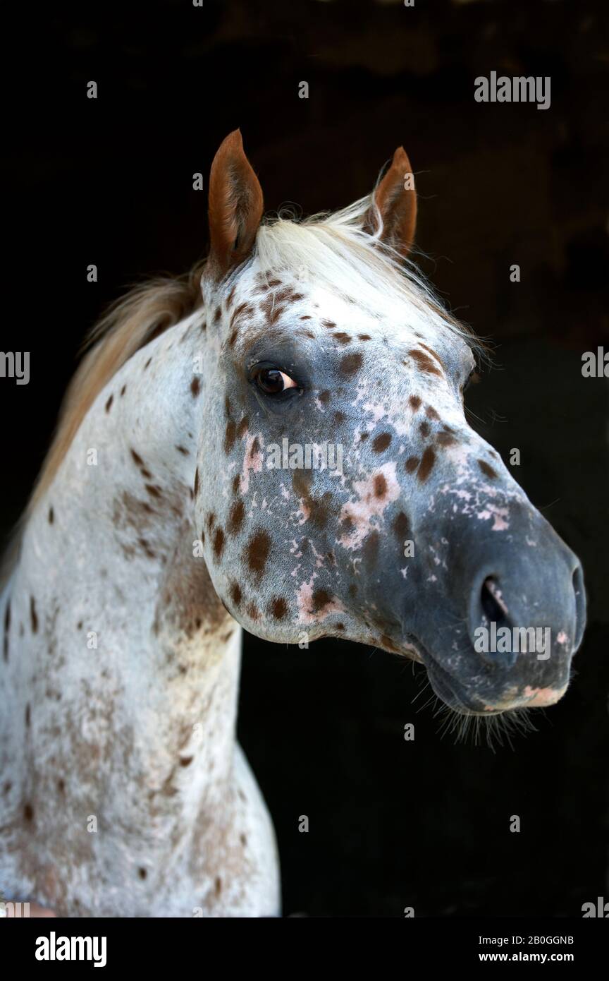 Appaloosa horse head hi-res stock photography and images - Alamy
