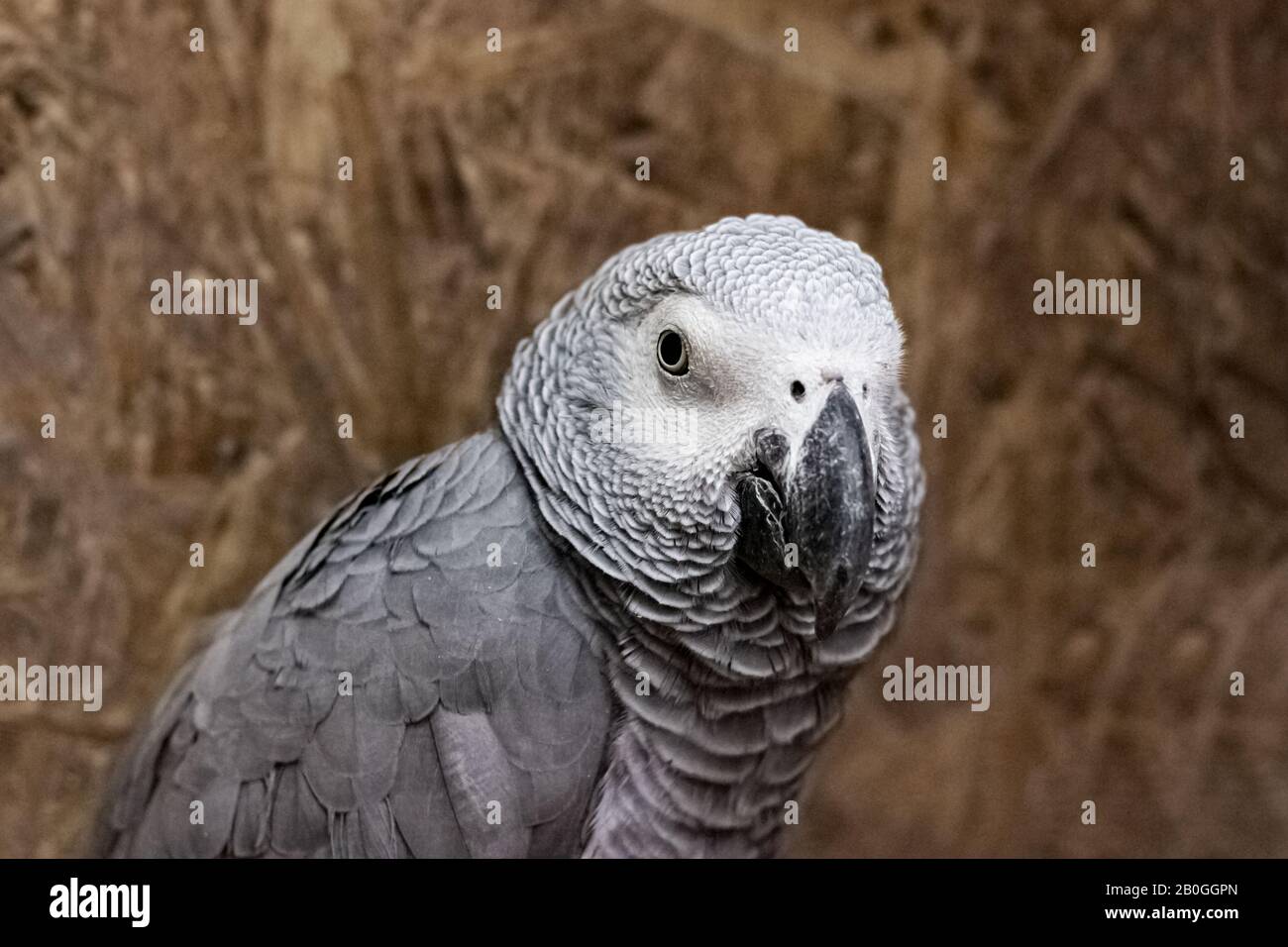 Gray parrot in a cage close up Stock Photo - Alamy
