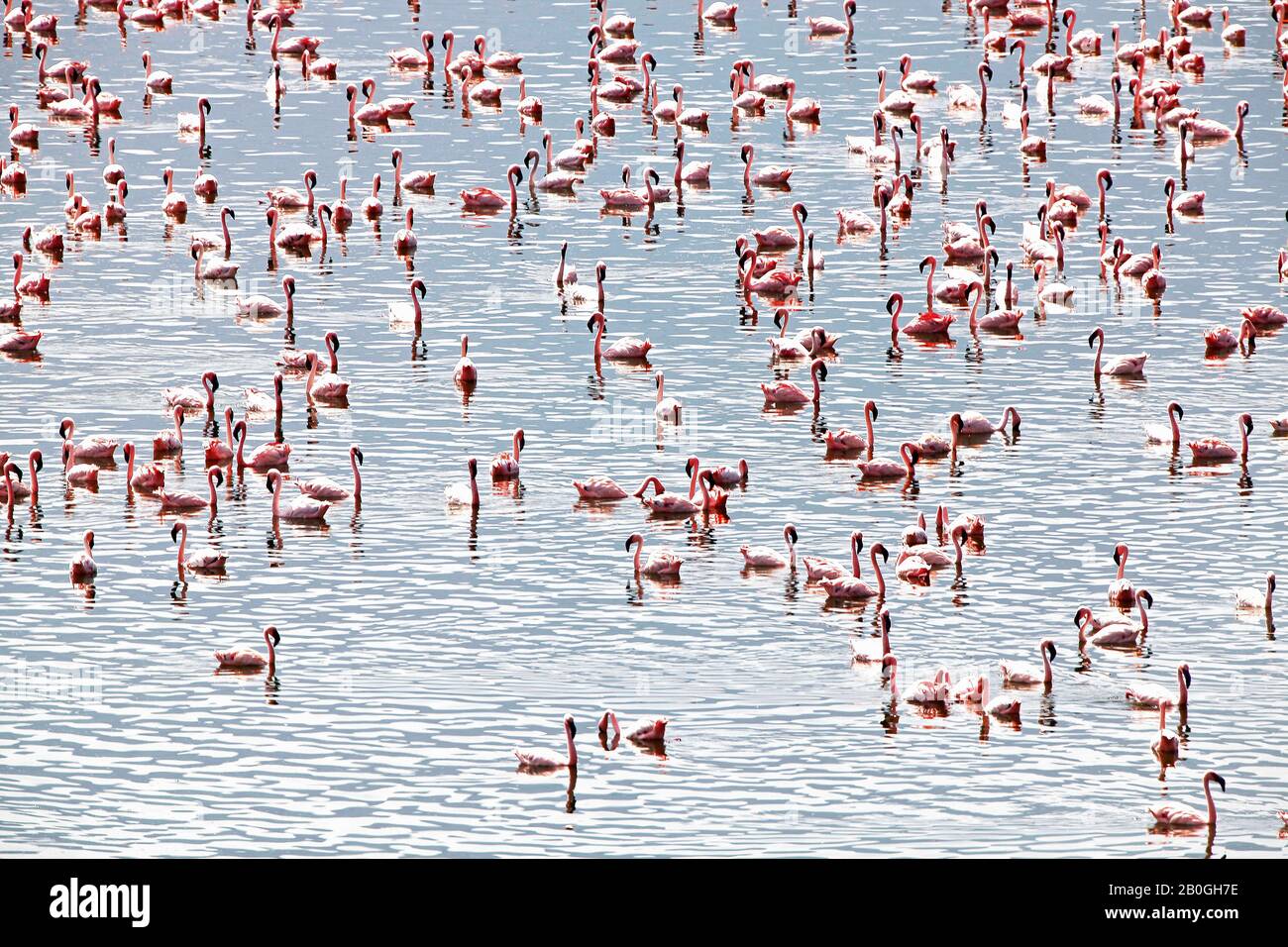 Lesser Flamingo, phoenicopterus minor, Bogoria Lake in Kenya Stock ...