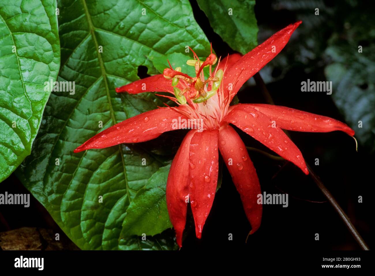 Ecuador napo flower hi-res stock photography and images - Alamy