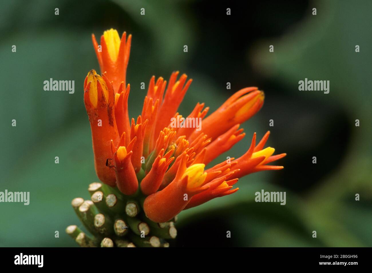 ECUADOR,AMAZON RAINFOREST, RIO NAPO, NEAR COCA, Psiguria/Anguria ...