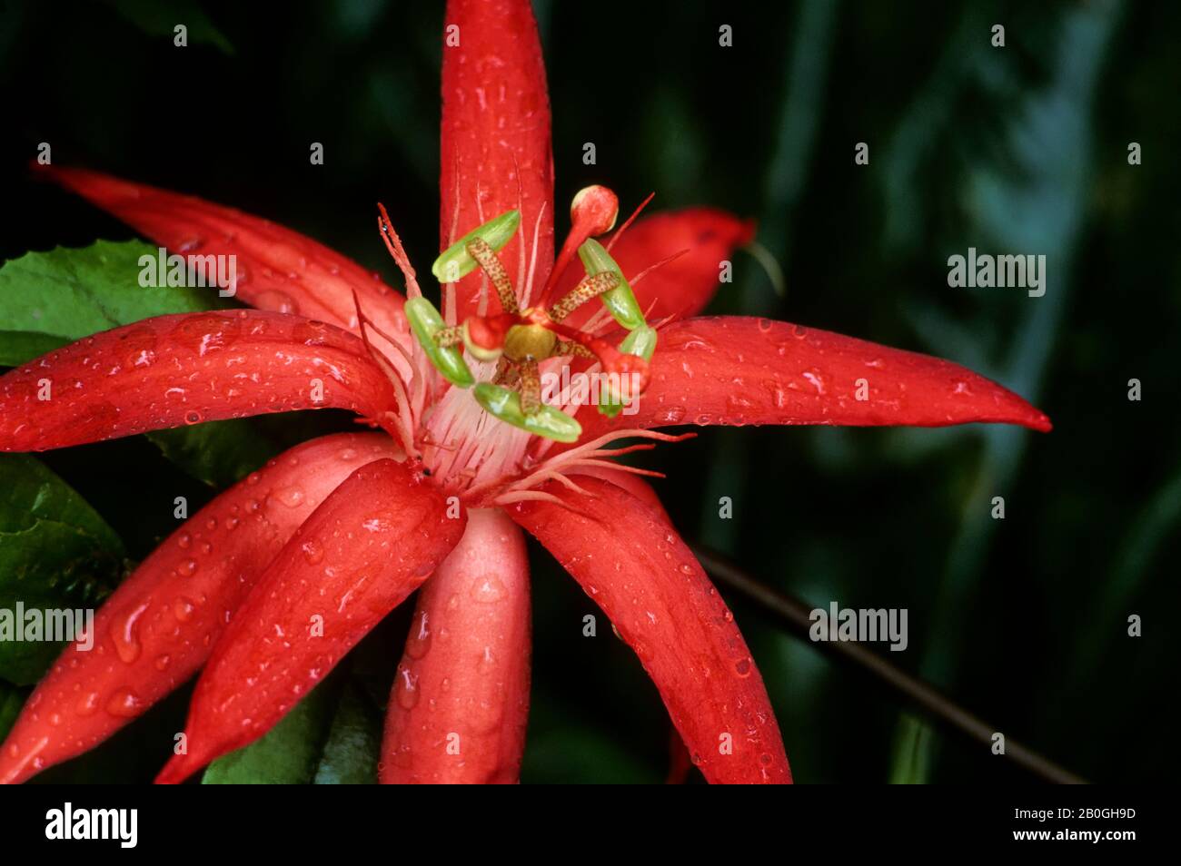 Ecuador native flower hi-res stock photography and images - Alamy