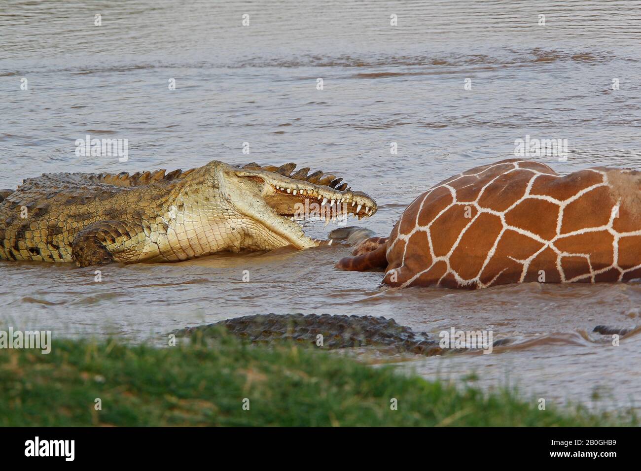 Nile Crocodile, crocodylus niloticus, Group on a Kill, a Reticulatd ...