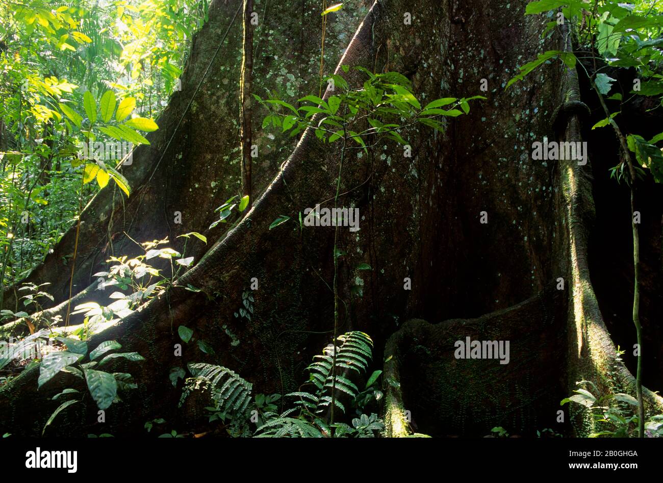 ECUADOR,AMAZON RAINFOREST, RIO NAPO, NEAR COCA, GIANT CEIBA TREE Stock ...