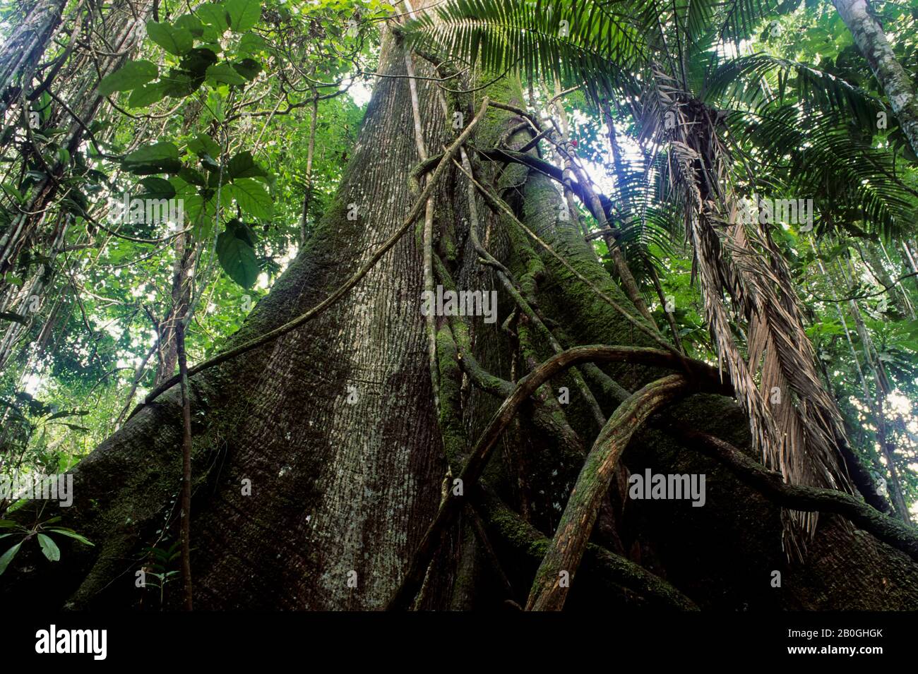 Amazon rainforest rio napo near coca rain hi-res stock photography and ...