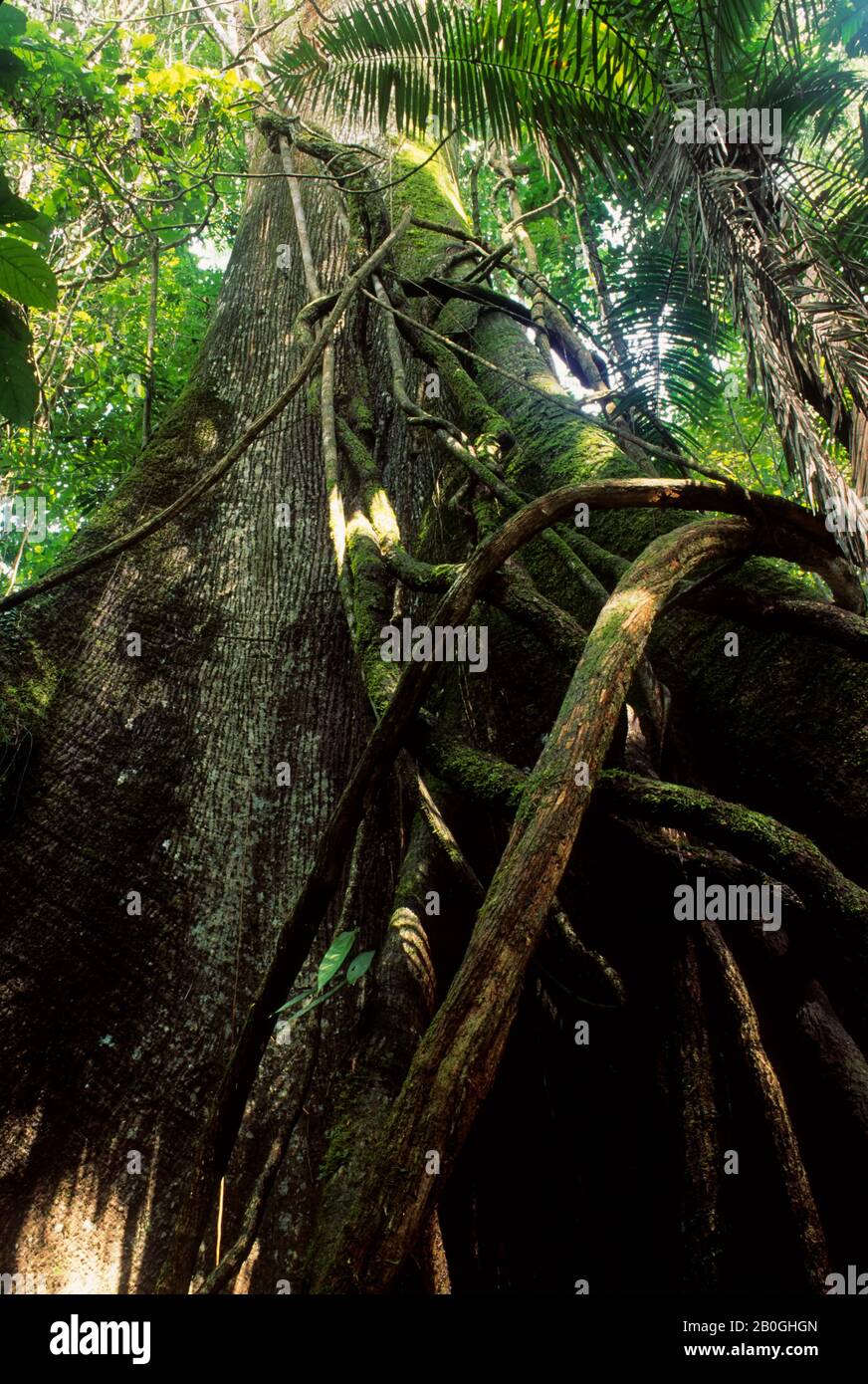 ECUADOR,AMAZON RAINFOREST, RIO NAPO, NEAR COCA, GIANT CEIBA TREE Stock ...