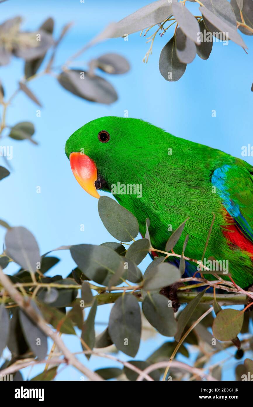 Eclectus Parrot, eclectus roratus, Male Stock Photo - Alamy
