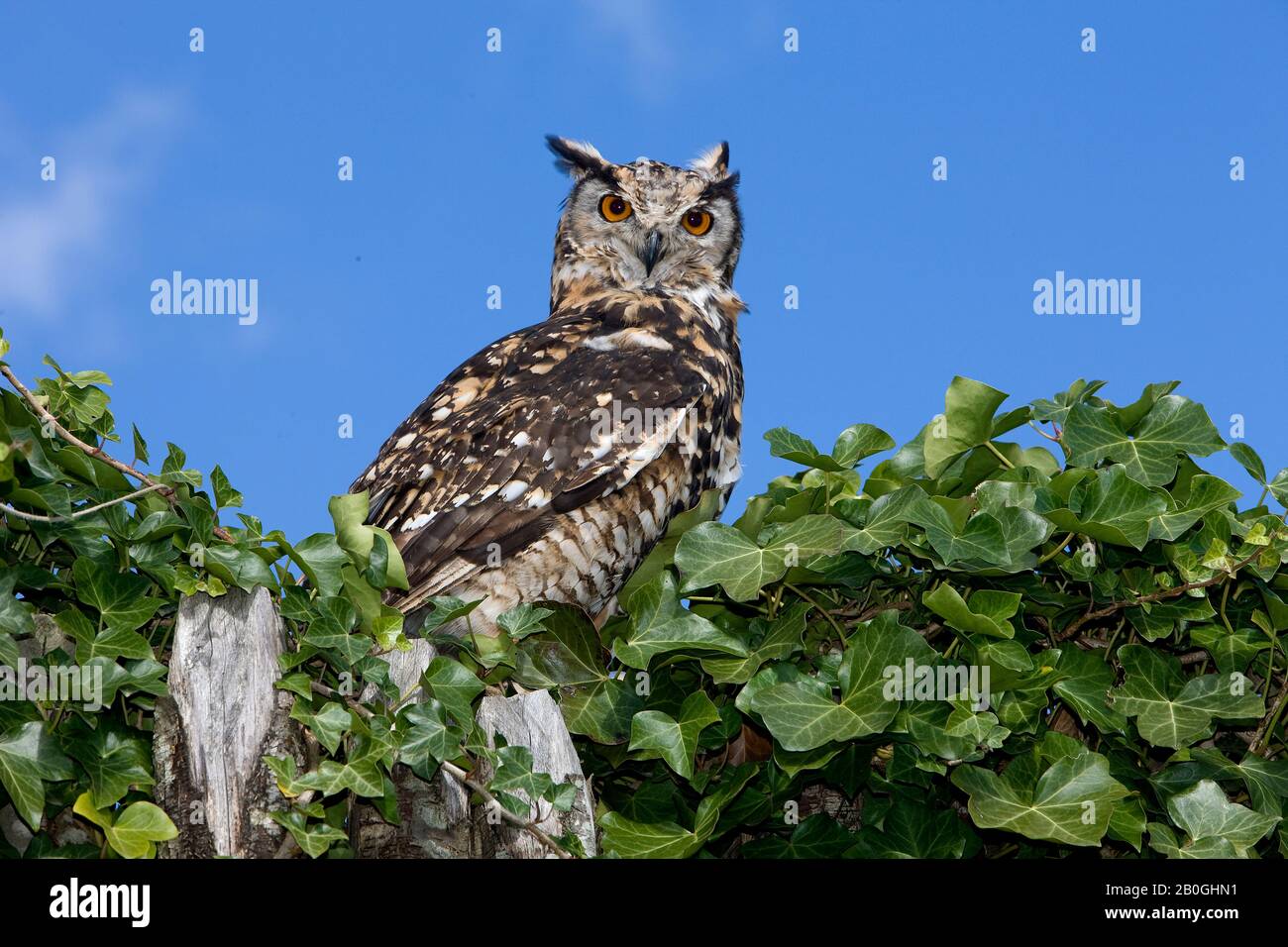 Cape eagle owl bubo capensis hi-res stock photography and images - Alamy
