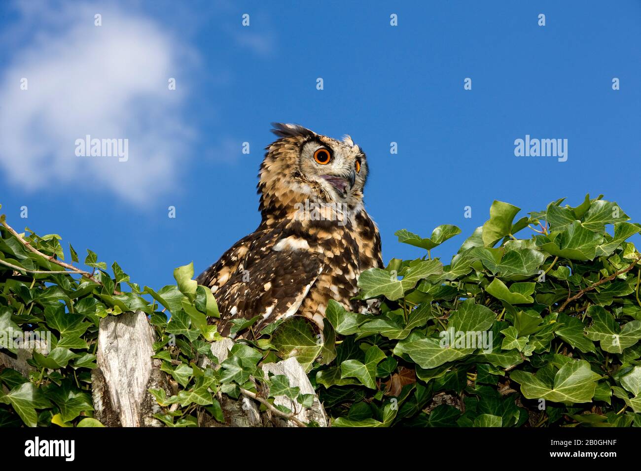 Cape eagle owl bubo capensis hi-res stock photography and images - Alamy