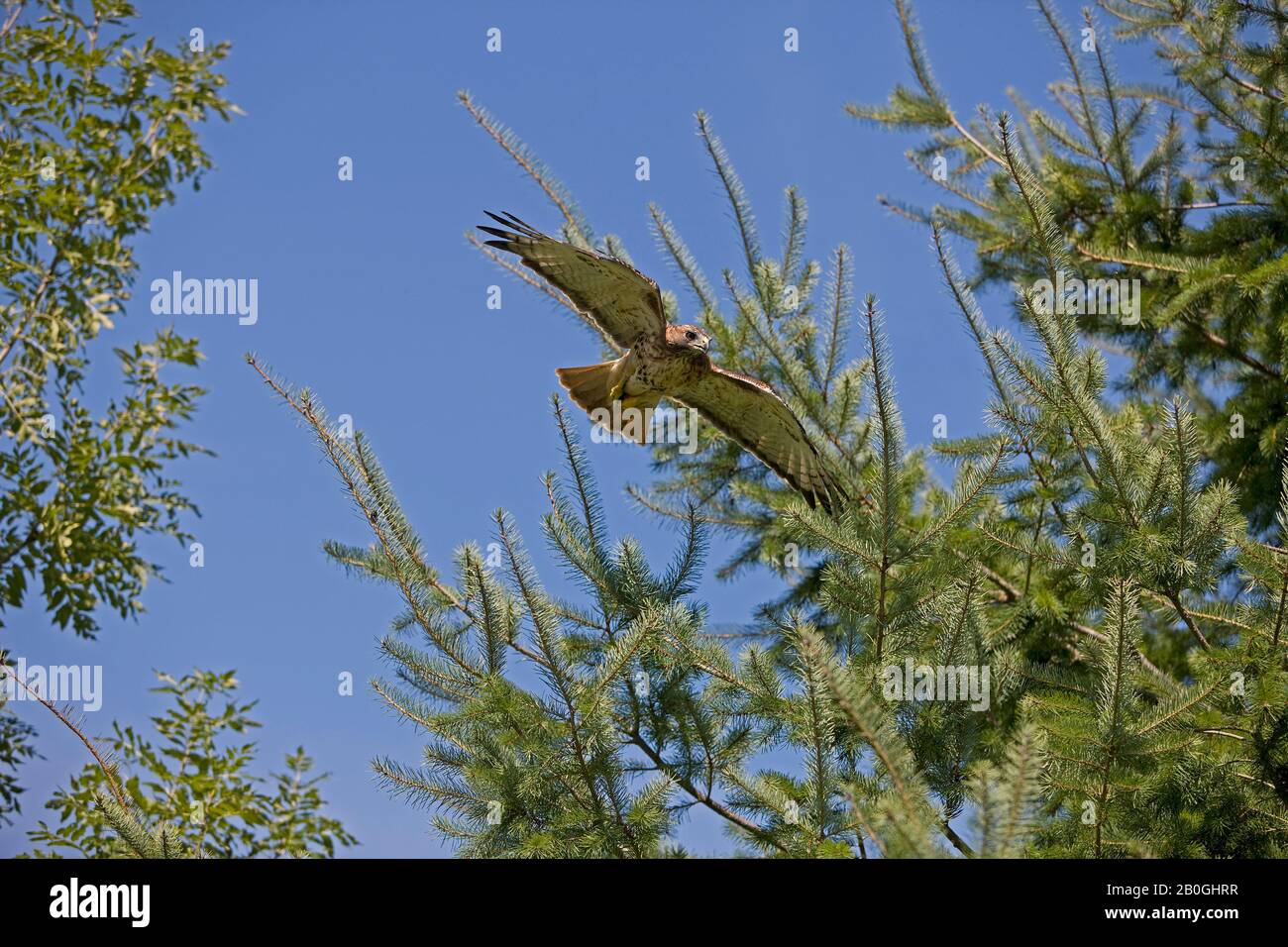 Red-Tailed Hawk, buteo jamaicensis in Flight Stock Photo - Alamy