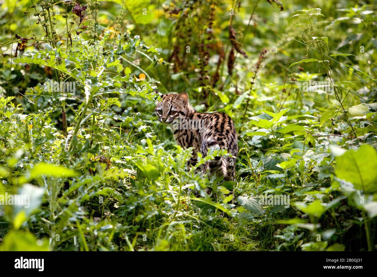 Léopardus tigrinus hi-res stock photography and images - Alamy