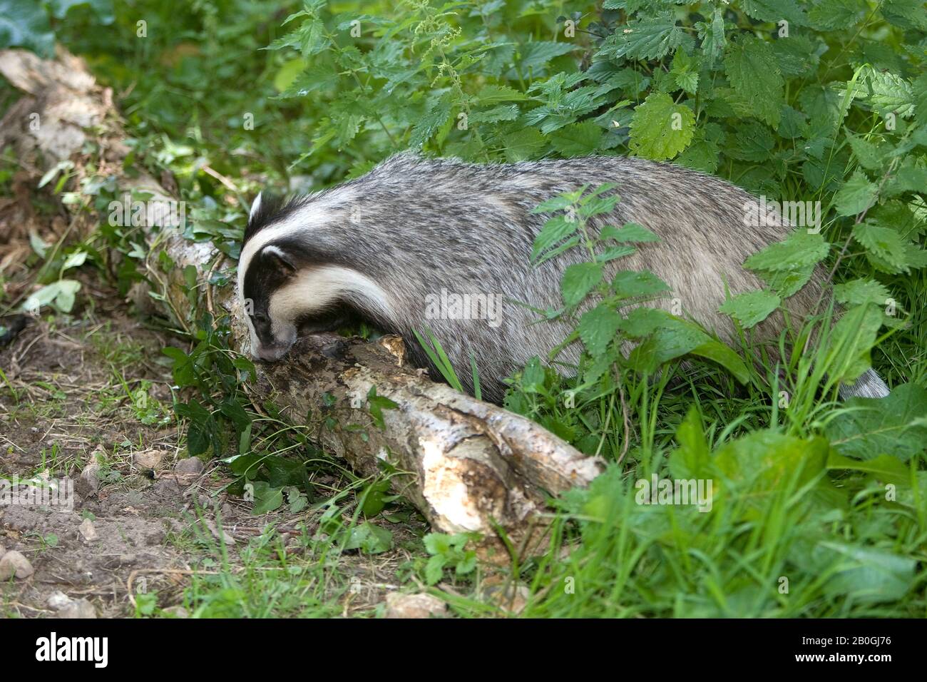European Badger, meles meles, Normandy Stock Photo - Alamy