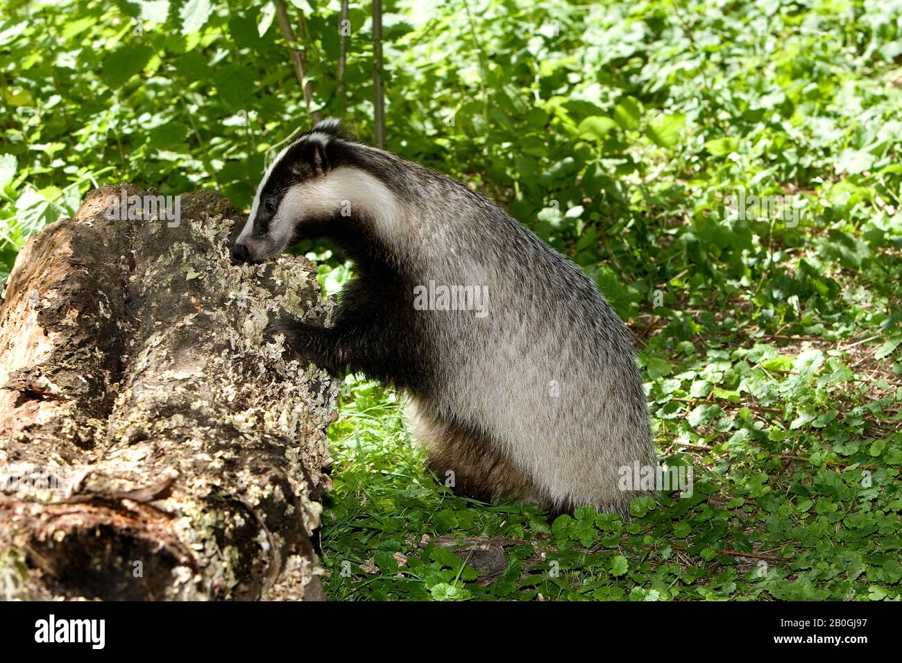 European Badger, meles meles, Normandy Stock Photo - Alamy