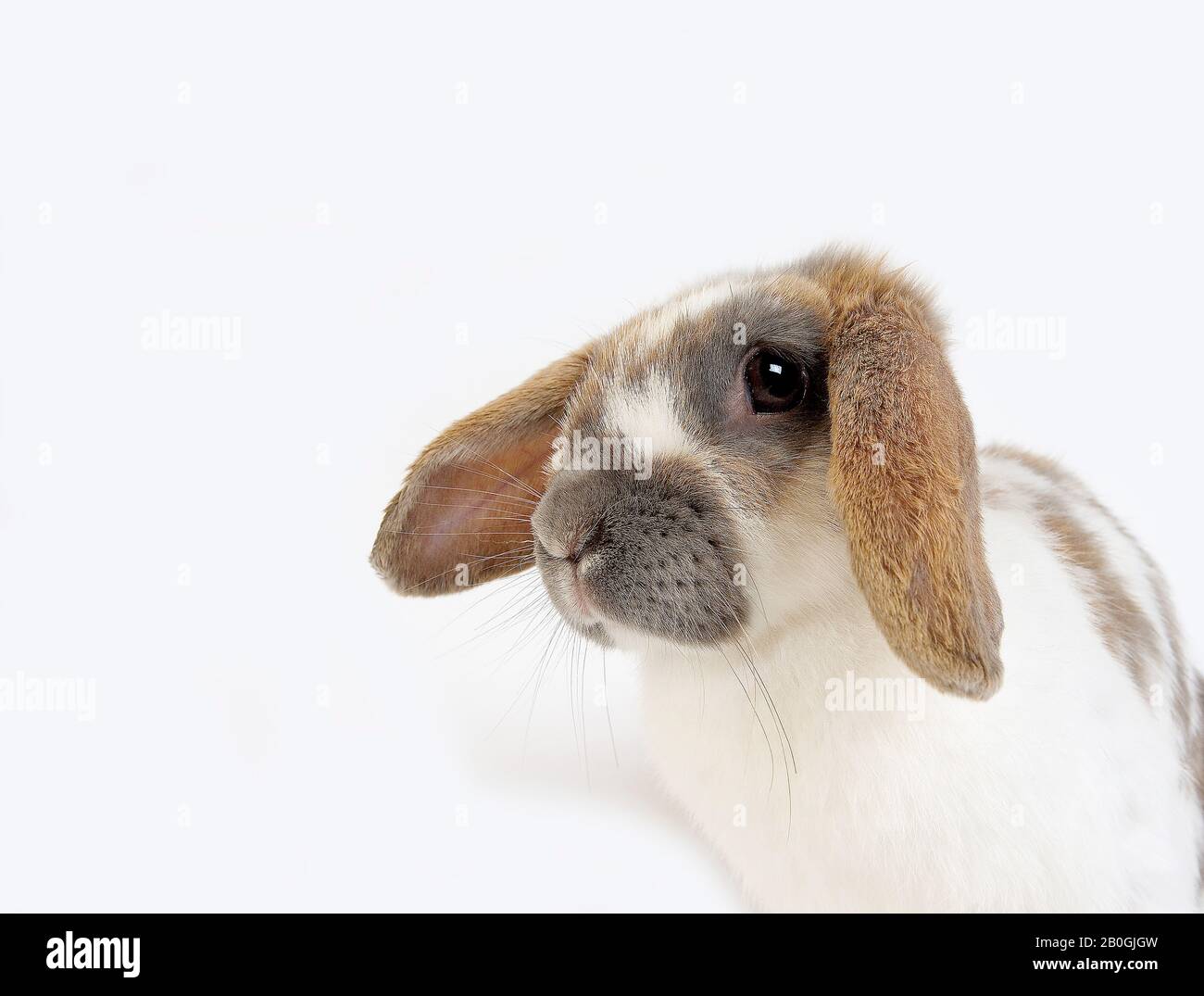 Lop-Eared Domestic Rabbit against White Background Stock Photo - Alamy