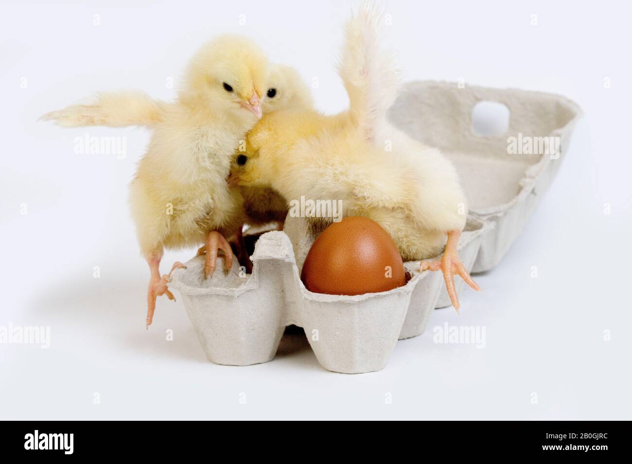 Chicks in Egg Box against White Background Stock Photo - Alamy