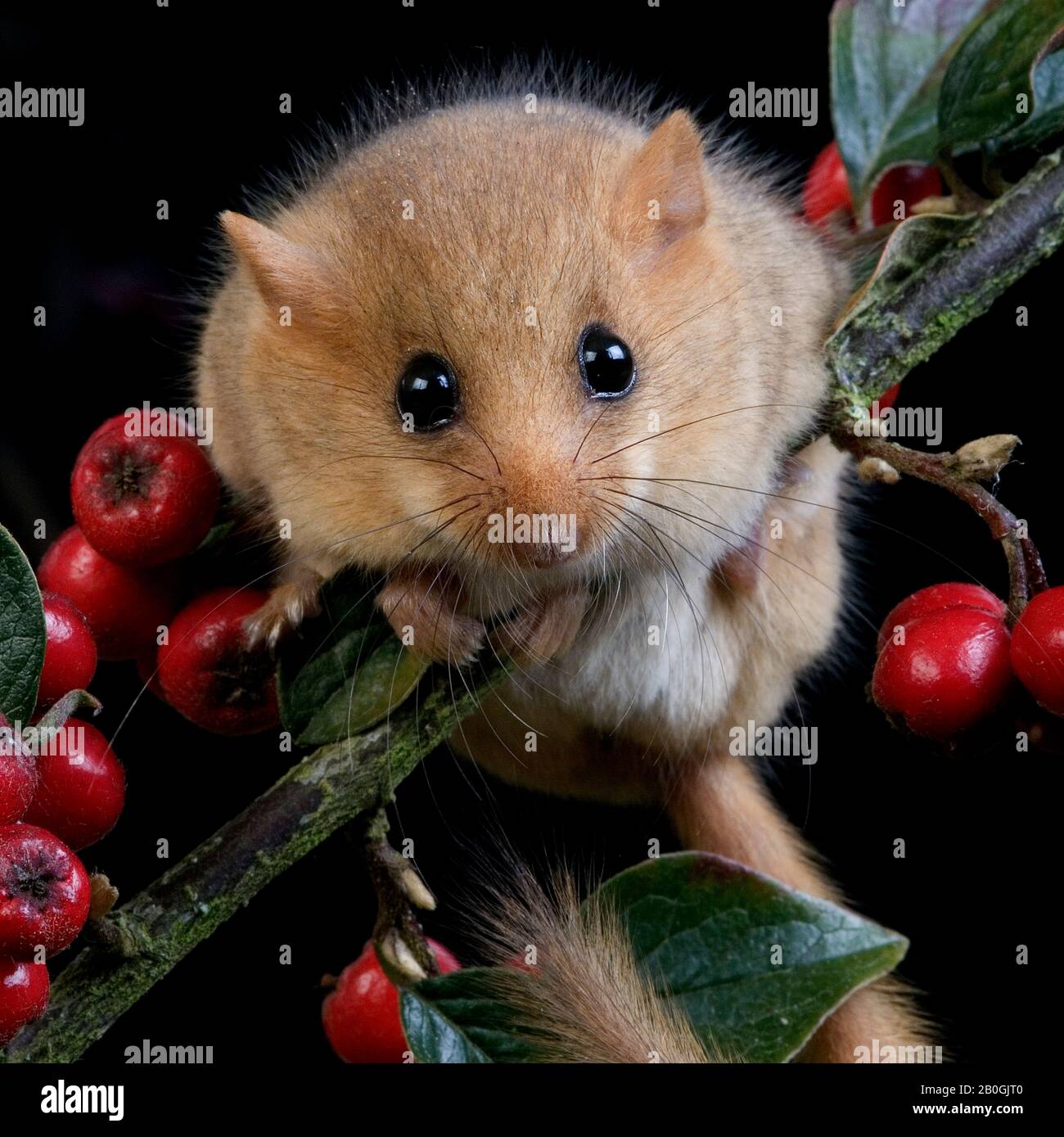 Common Dormouse, muscardinus avellanarius, Normandy Stock Photo - Alamy