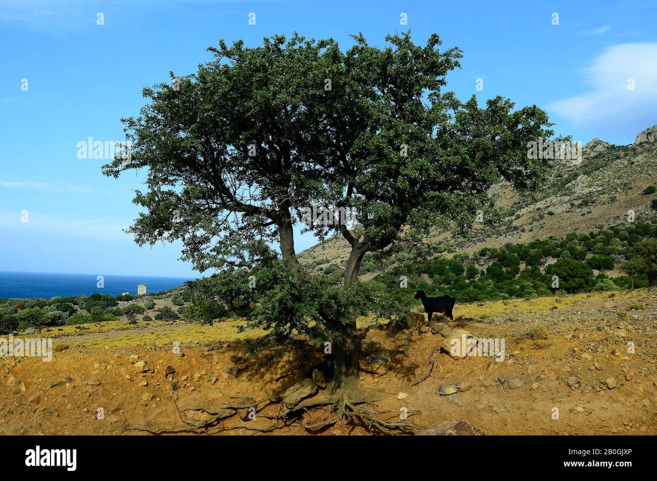 Greece, Samothrace island, goat in shadow of tree on dry pasture Stock ...
