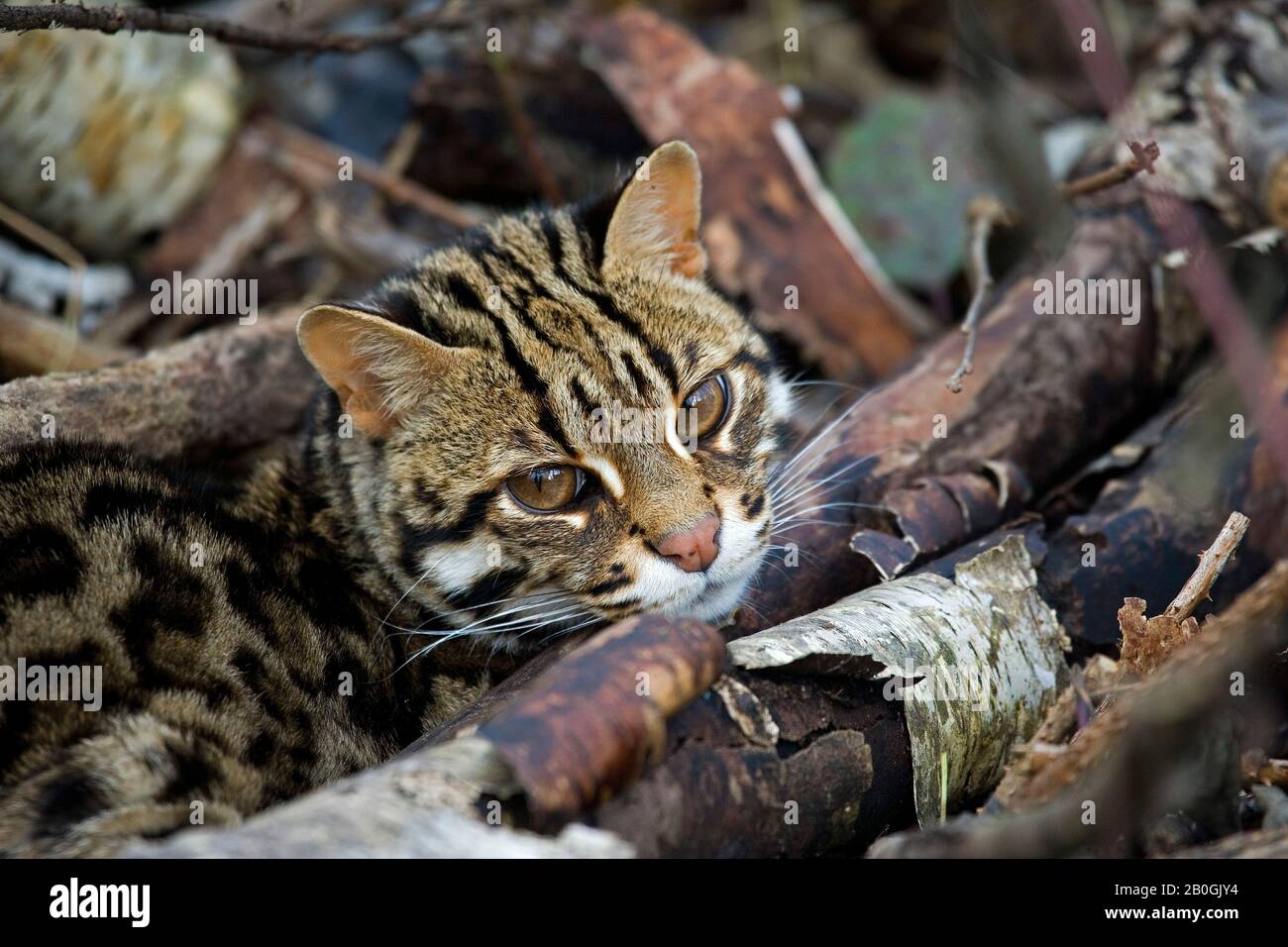 Prionailurus bengalensis bengalensis hi-res stock photography and ...
