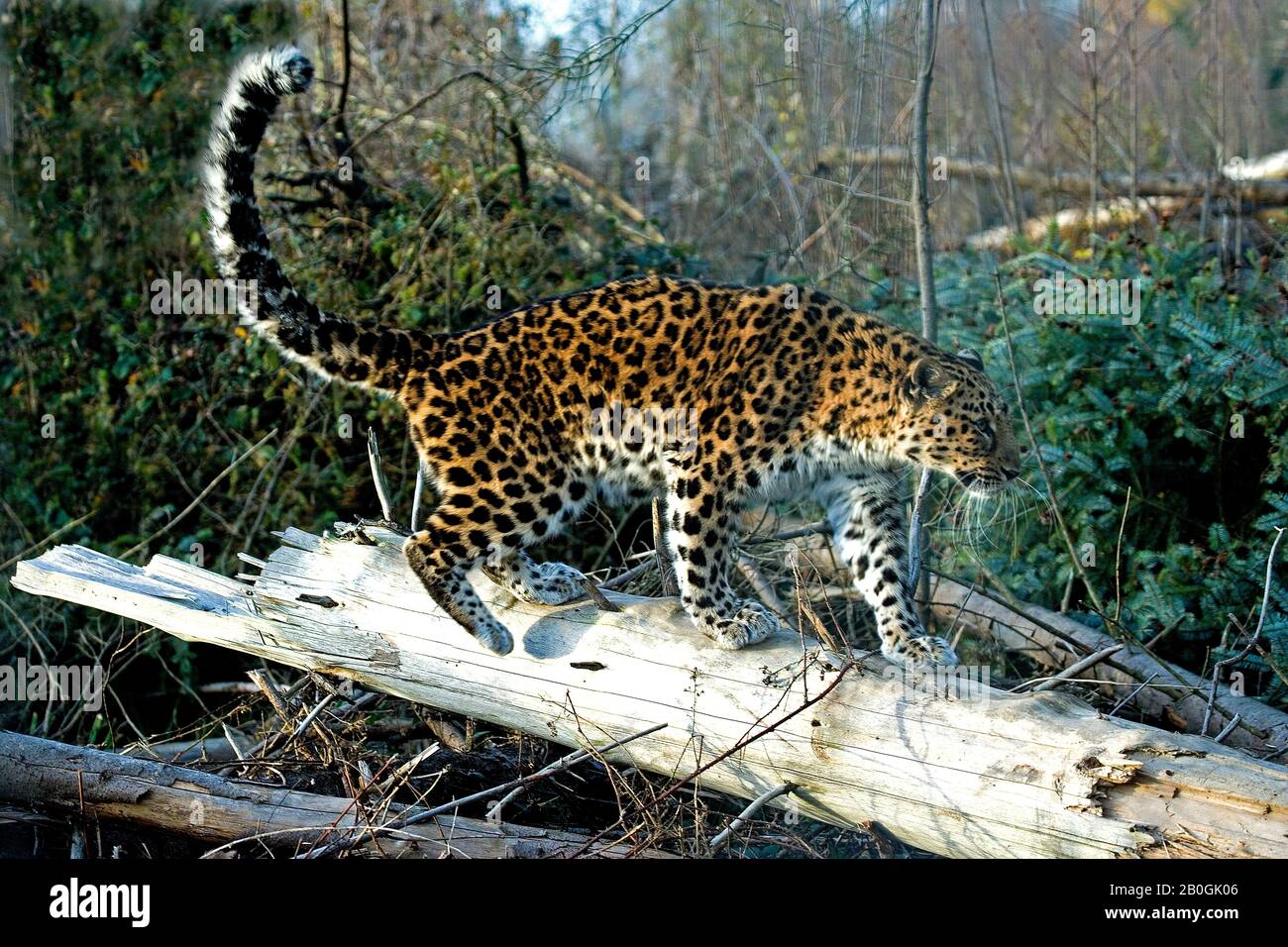 Amur Leopard Profile High Resolution Stock Photography and Images - Alamy