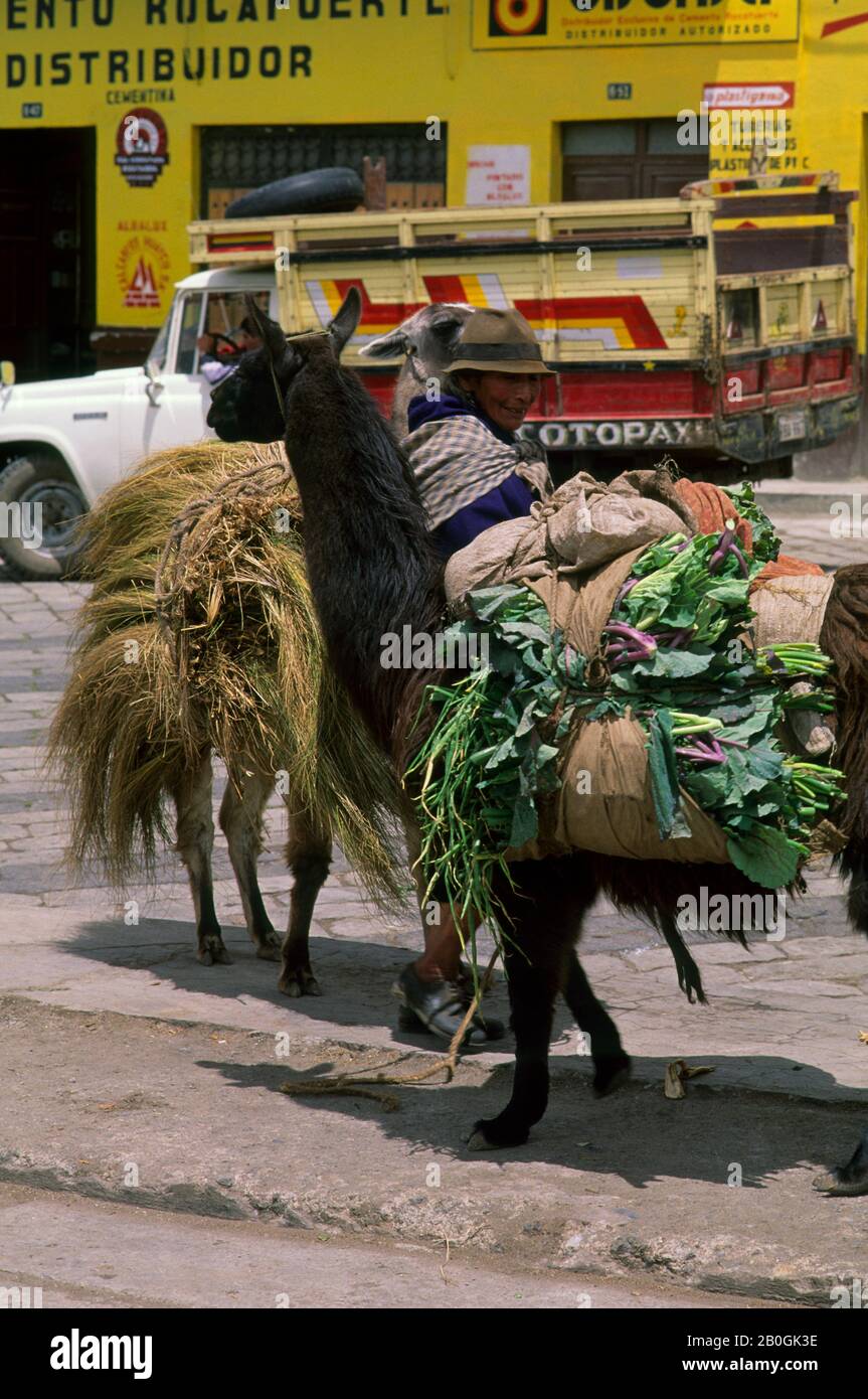 ECUADOR, HIGHLANDS, PUJILI, LOCAL INDIAN MARKET, WOMAN WITH LLAMAS USED ...