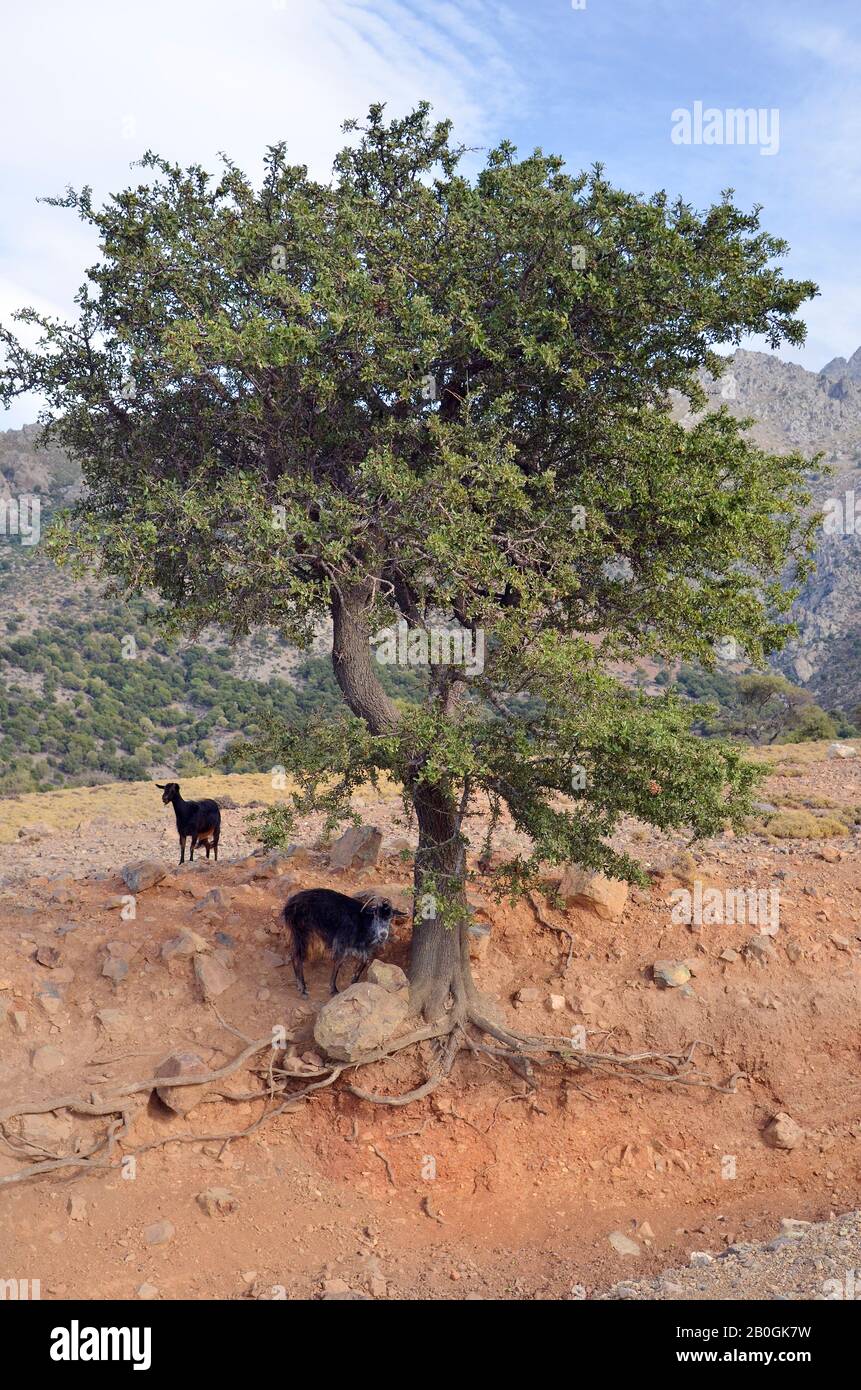 Greece, Samothrace island, goat in shadow of tree on dry pasture Stock ...