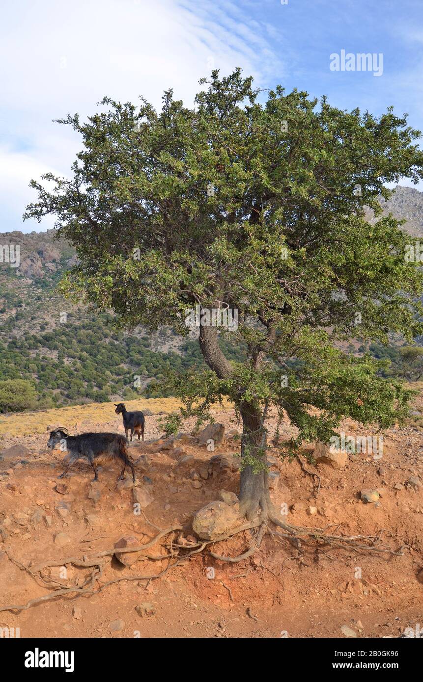 Greece, Samothrace island, goats rest in shadow of tree Stock Photo - Alamy