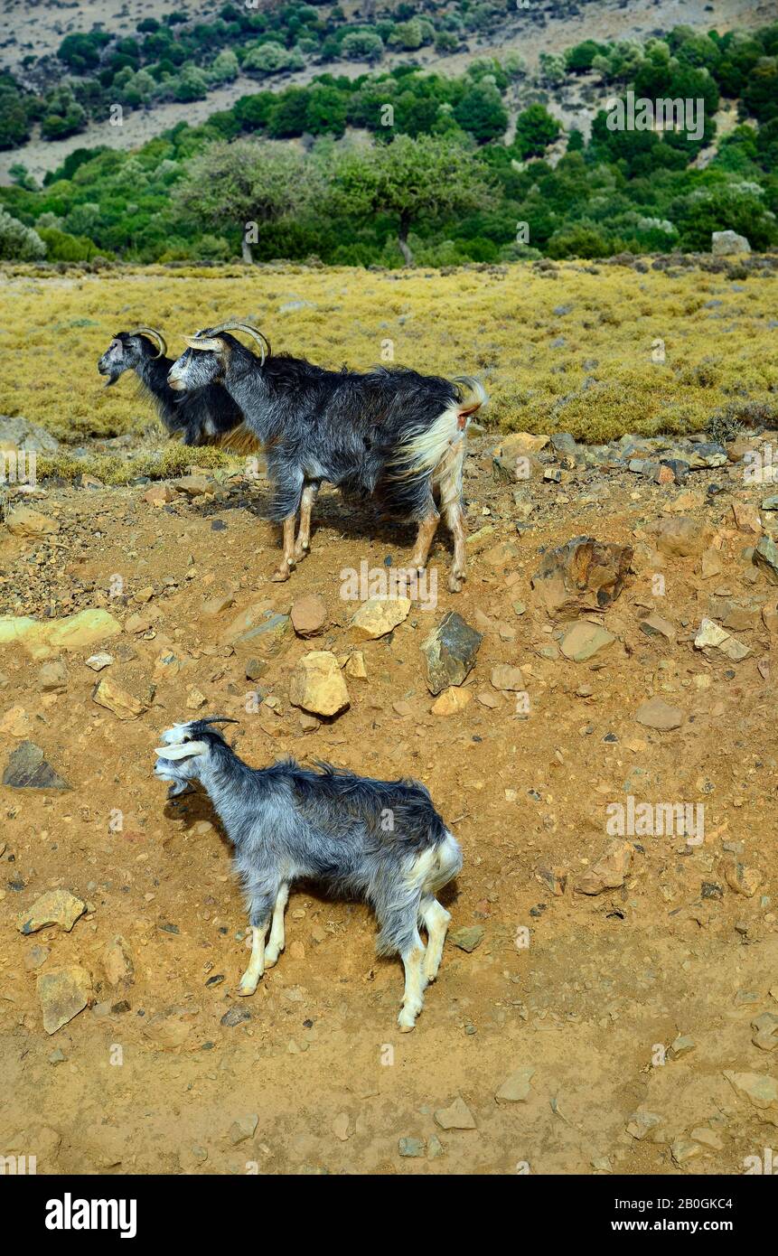 Greece, Samothrace island, goats on pasture Stock Photo - Alamy