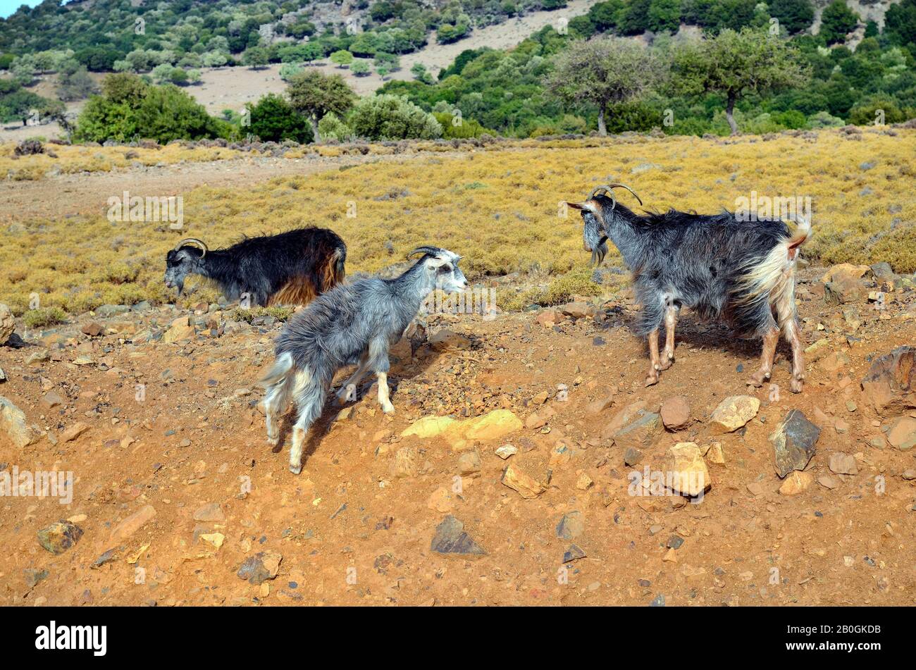 Greece island farm hi-res stock photography and images - Alamy
