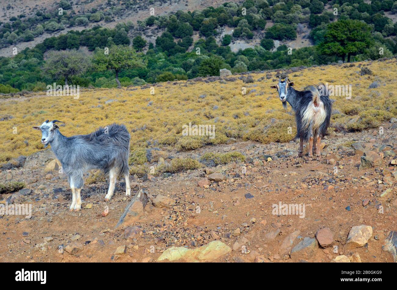 Greece, Samothrace island, goats on pasture Stock Photo - Alamy