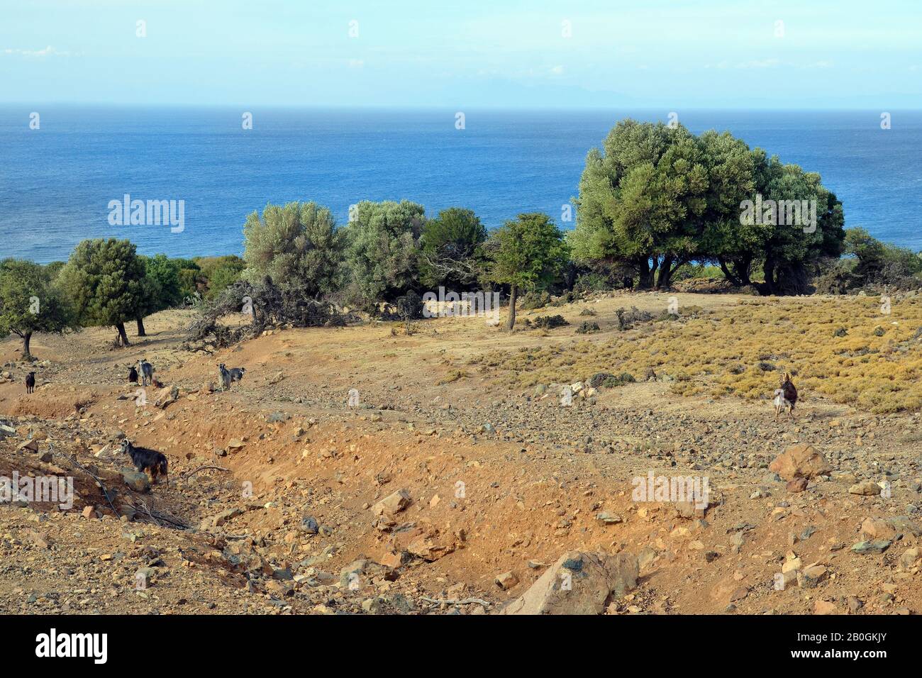 Greece, Samothrace island, goats on dry pasture Stock Photo - Alamy
