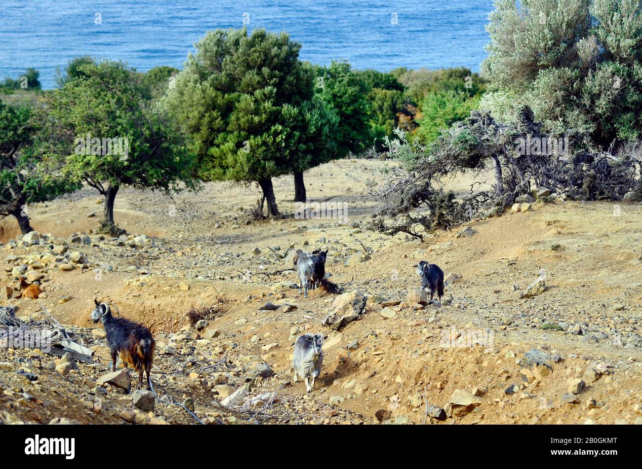 Greece, Samothrace island, goats on dry pasture Stock Photo - Alamy