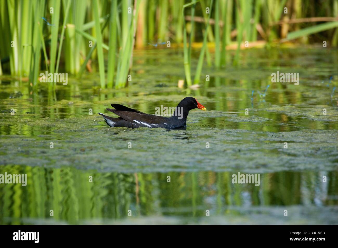 Common Moorhen or European Moorhen, gallinula chloropus, Adult standing ...
