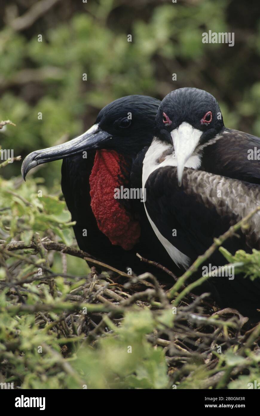 Female Frigate Birds High Resolution Stock Photography and Images - Alamy