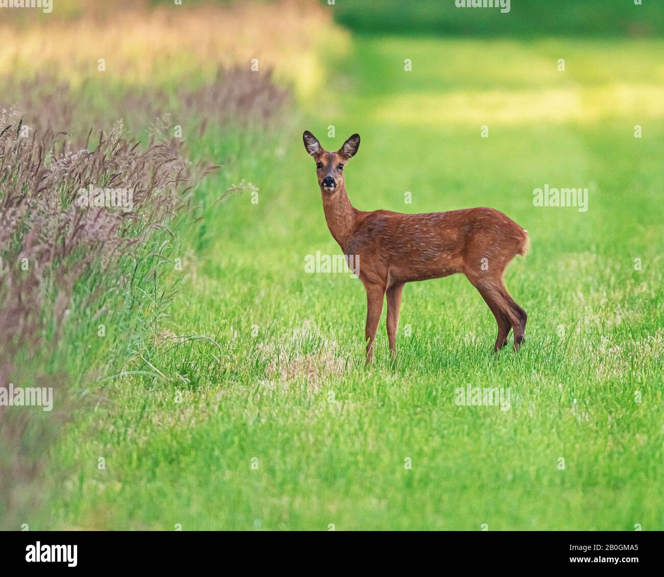Roe deer doe in field with tall grass Stock Photo - Alamy