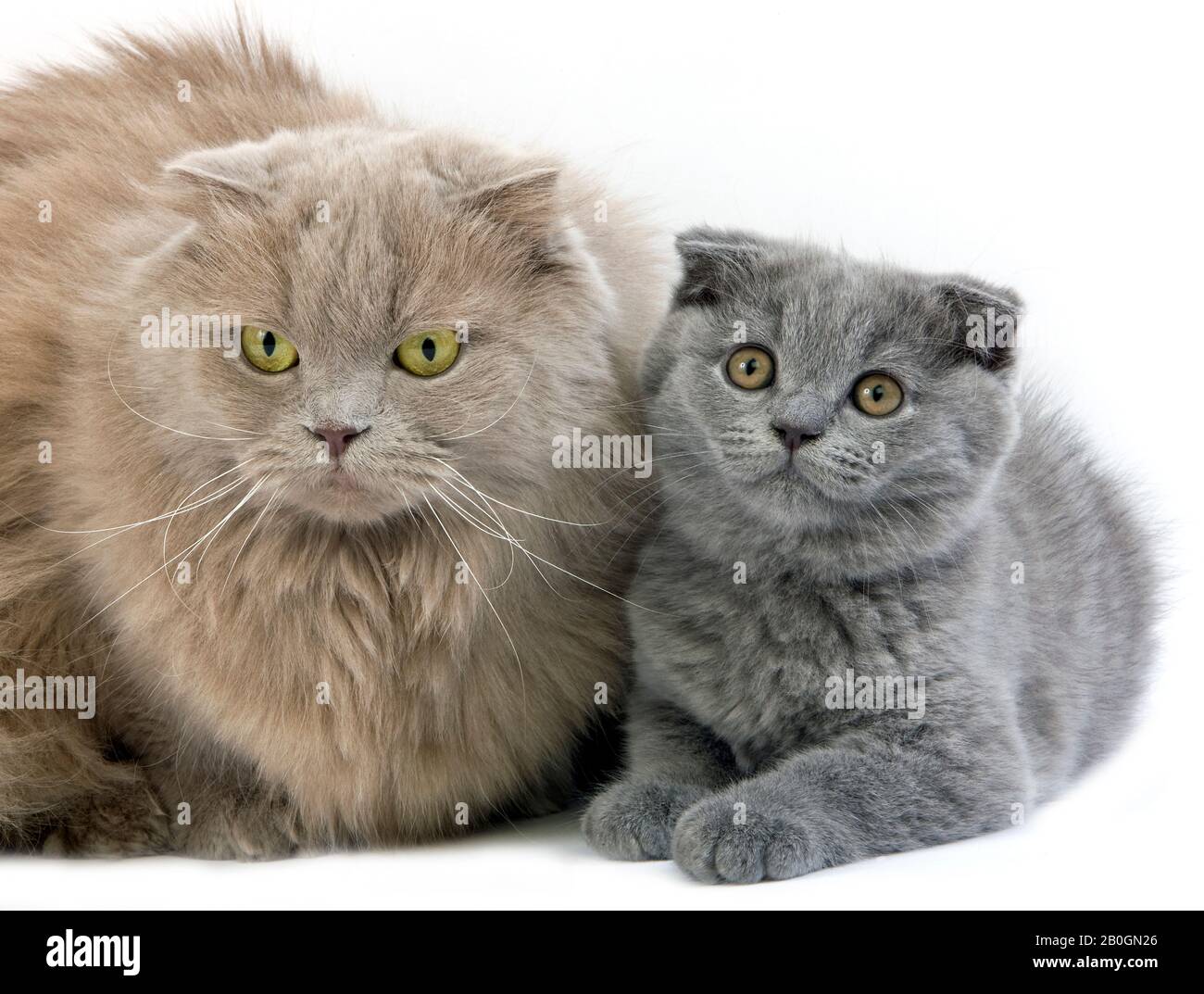 LILAC SELF HIGHLAND FOLD FEMALE AND BLUE SCOTTISH FOLD KITTEN Stock ...