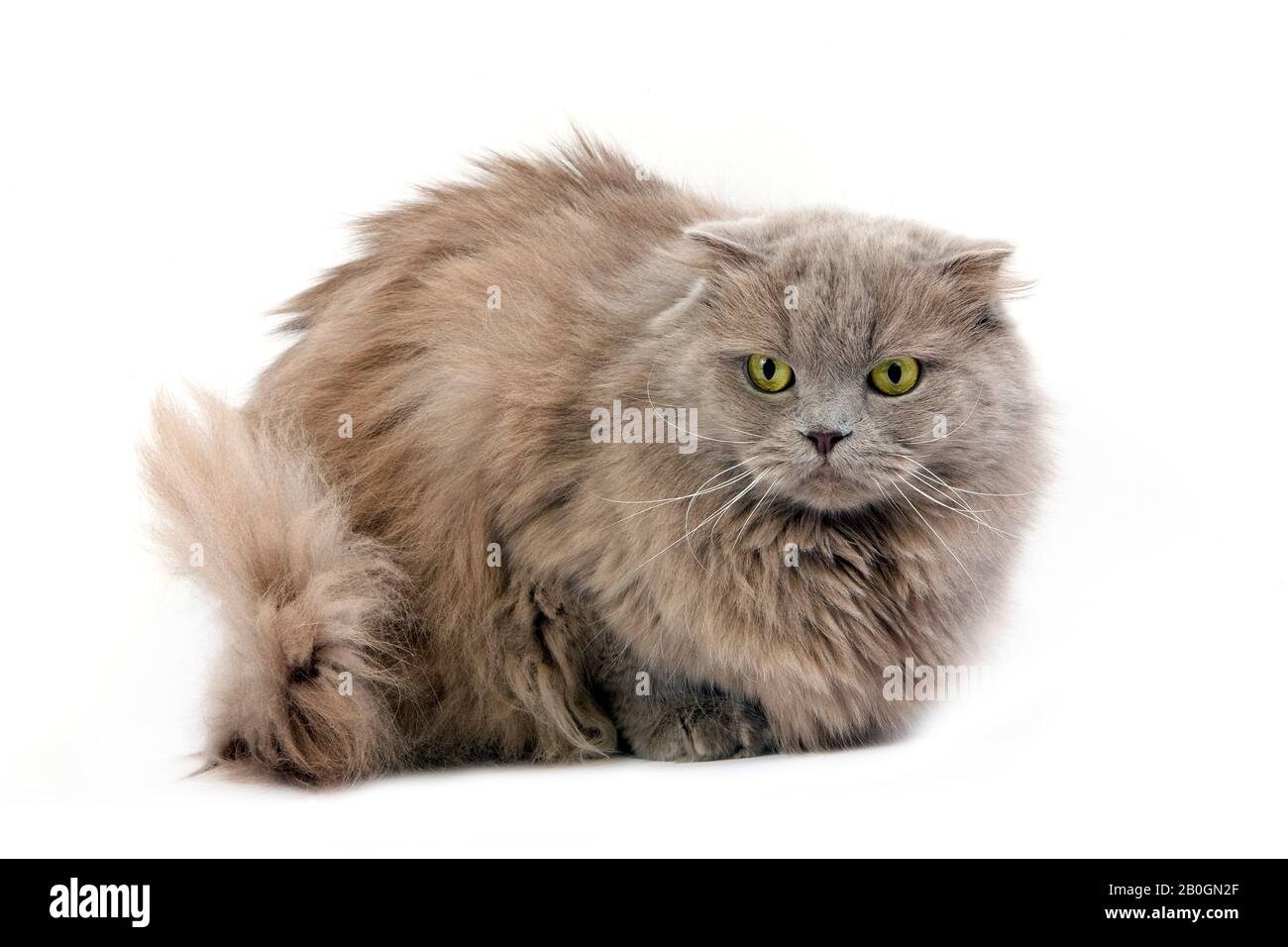 LILAC SELF HIGHLAND FOLD OR LILAC SELF SCOTTISH FOLD LONGHAIR FEMALE ...