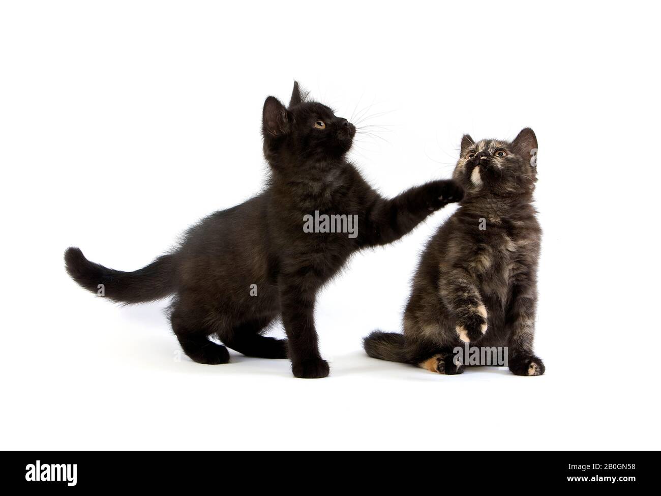 BLACK AND BLACK TORTOISE-SHELL BRITISH SHORTHAIR KITTENS Stock Photo ...