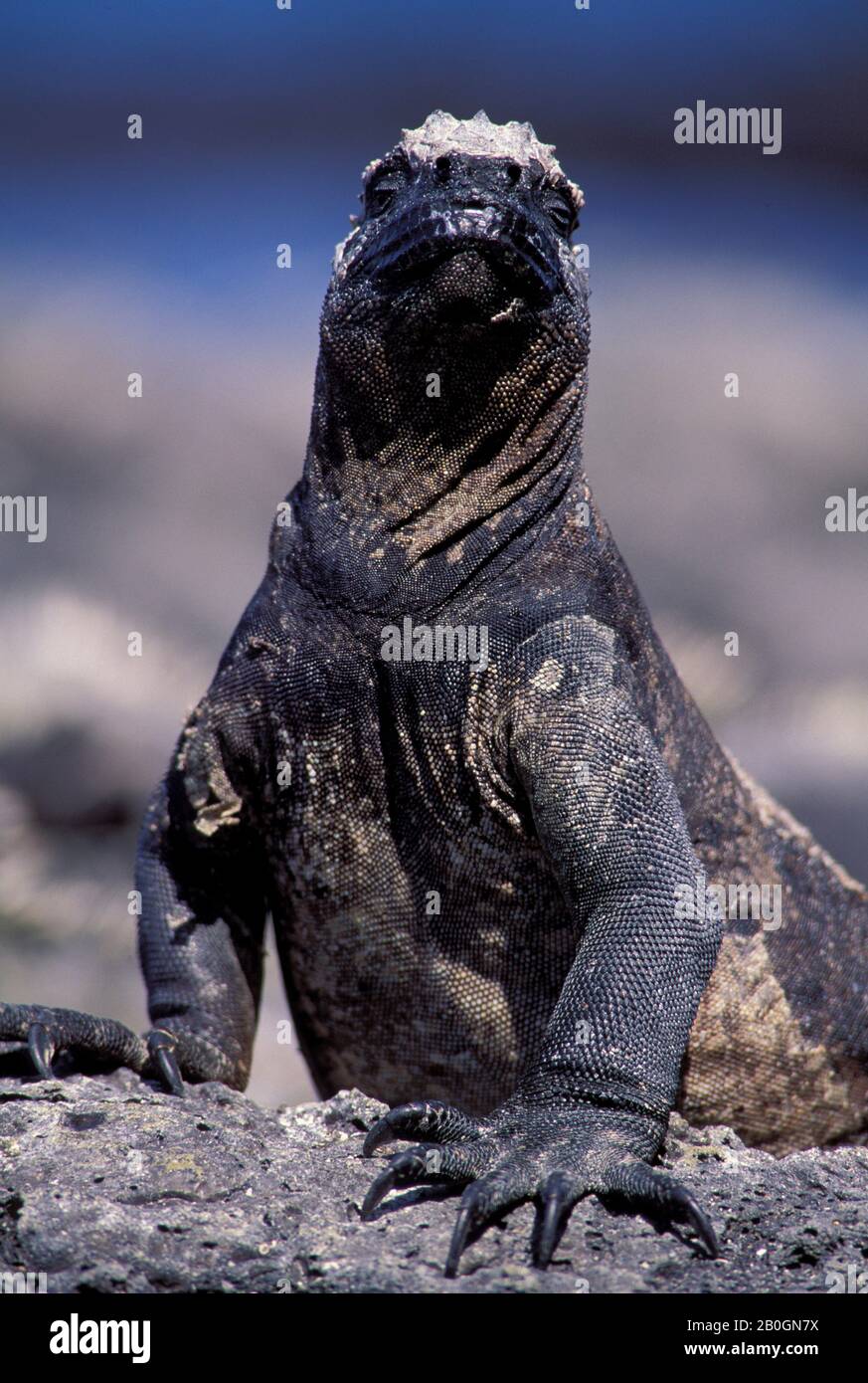 13641 hi-res stock photography and images - Alamy
