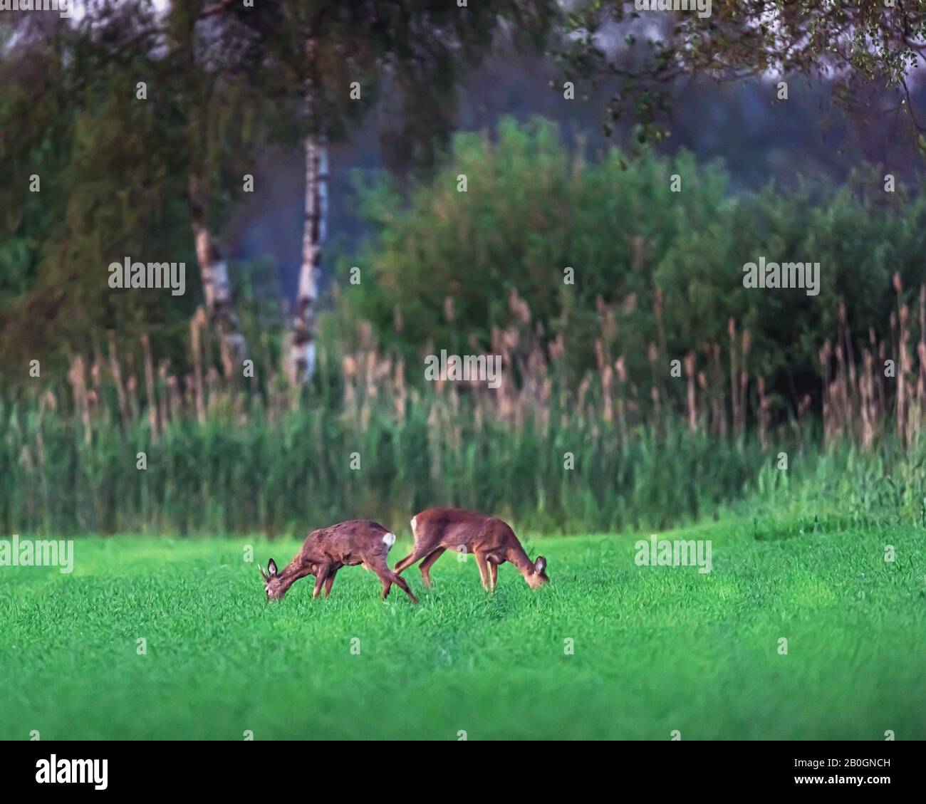 Two roe deer grazing hi-res stock photography and images - Alamy