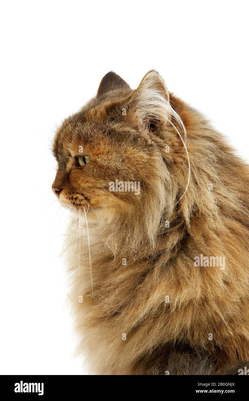 Tortoiseshell persian cats hi-res stock photography and images - Alamy
