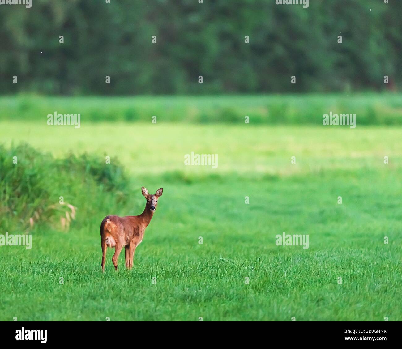 Roe deer doe standing hi-res stock photography and images - Alamy