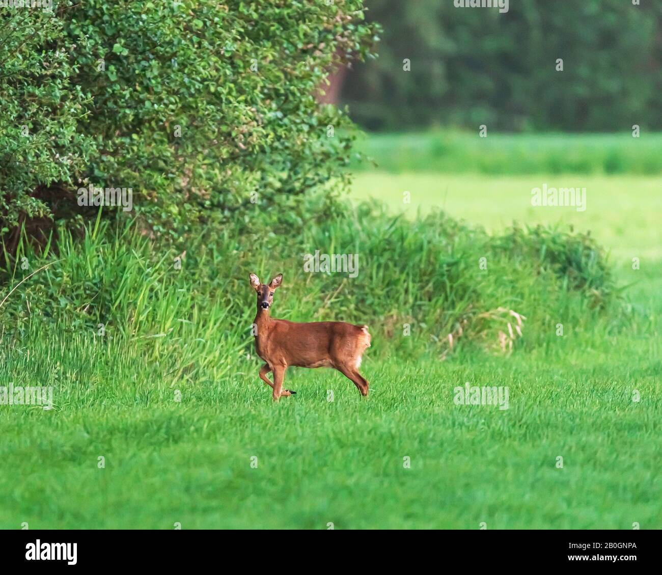 Alert roe deer doe standing in meadow at forest edge in spring Stock ...